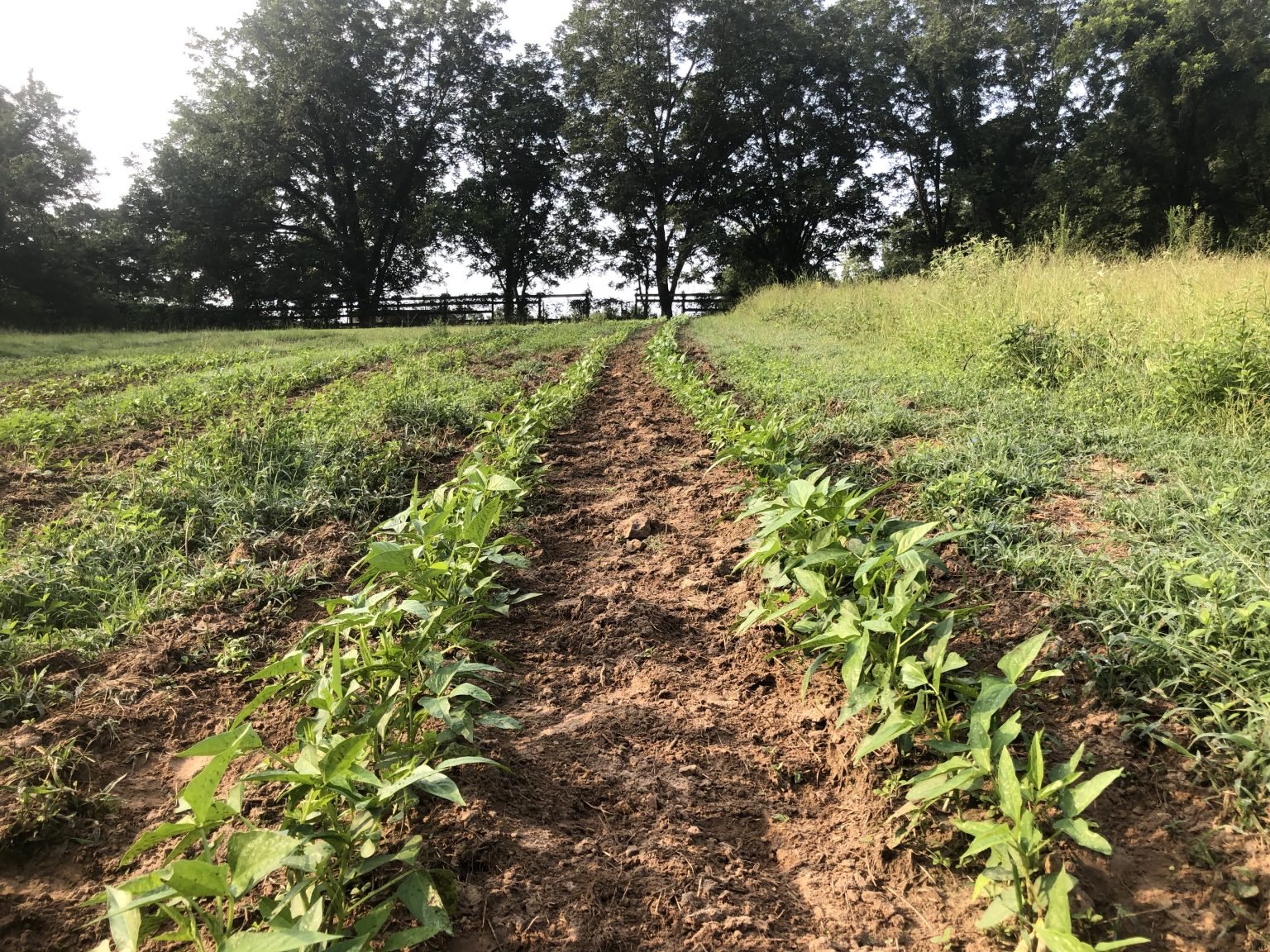 How to Plant Purple Hull Peas-Favorite Family Tradition